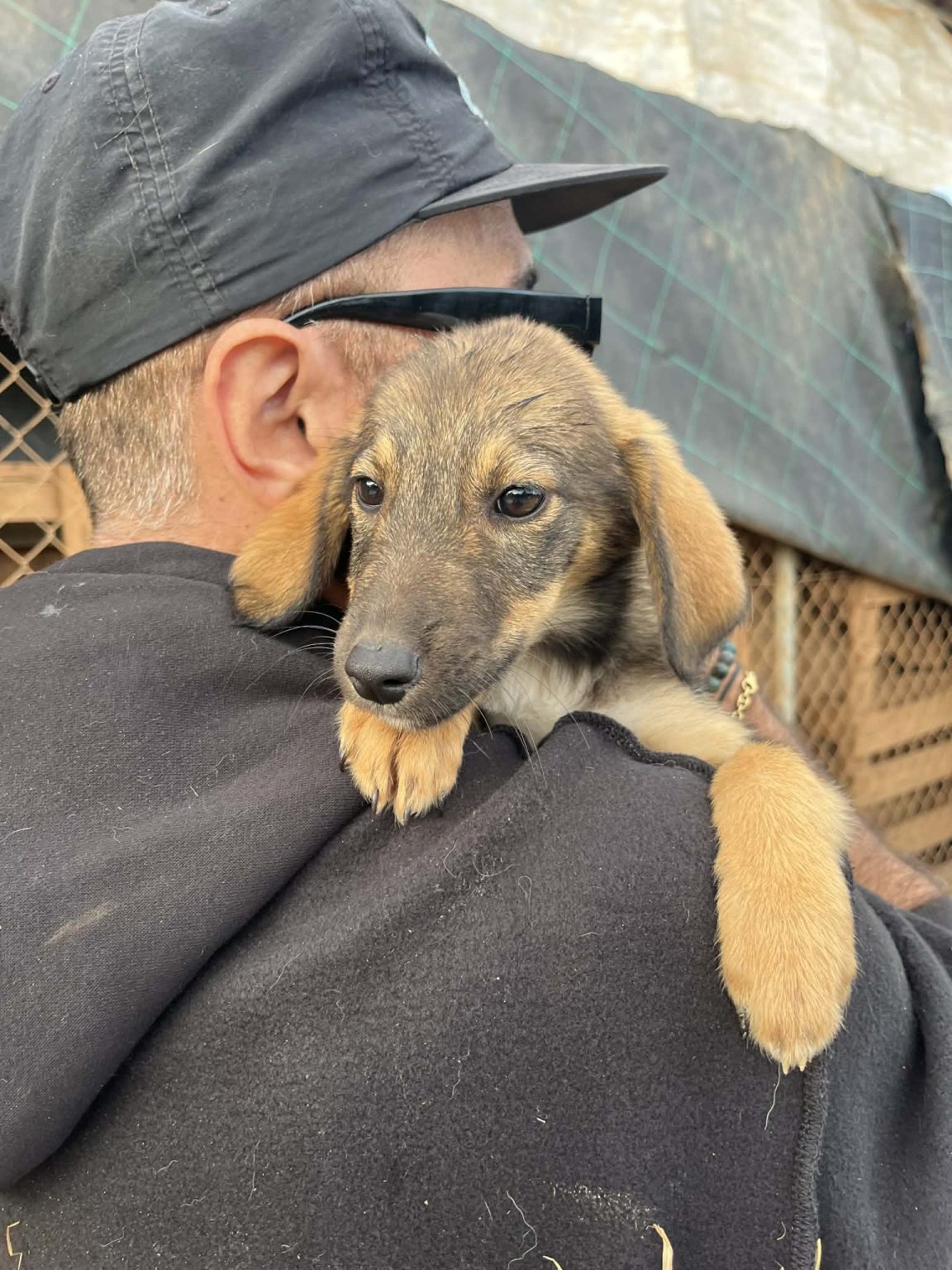 Hunde auf Pflegestelle in Deutschland
